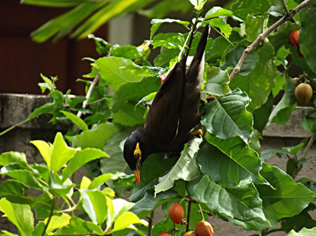 Why Do Birds Swoop? | Houzz NZ