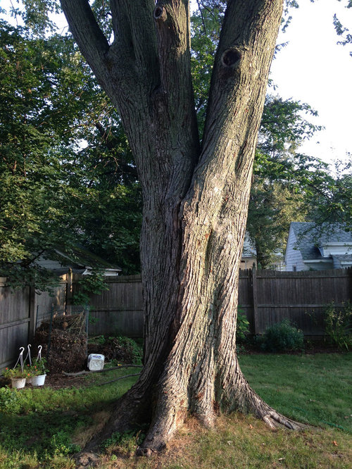 Recommendations for Tree Removal - Buffalo, NY | Houzz Forum