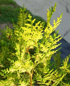 variegated juniper shoot??
