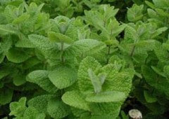 What type of mint is fuzzy?