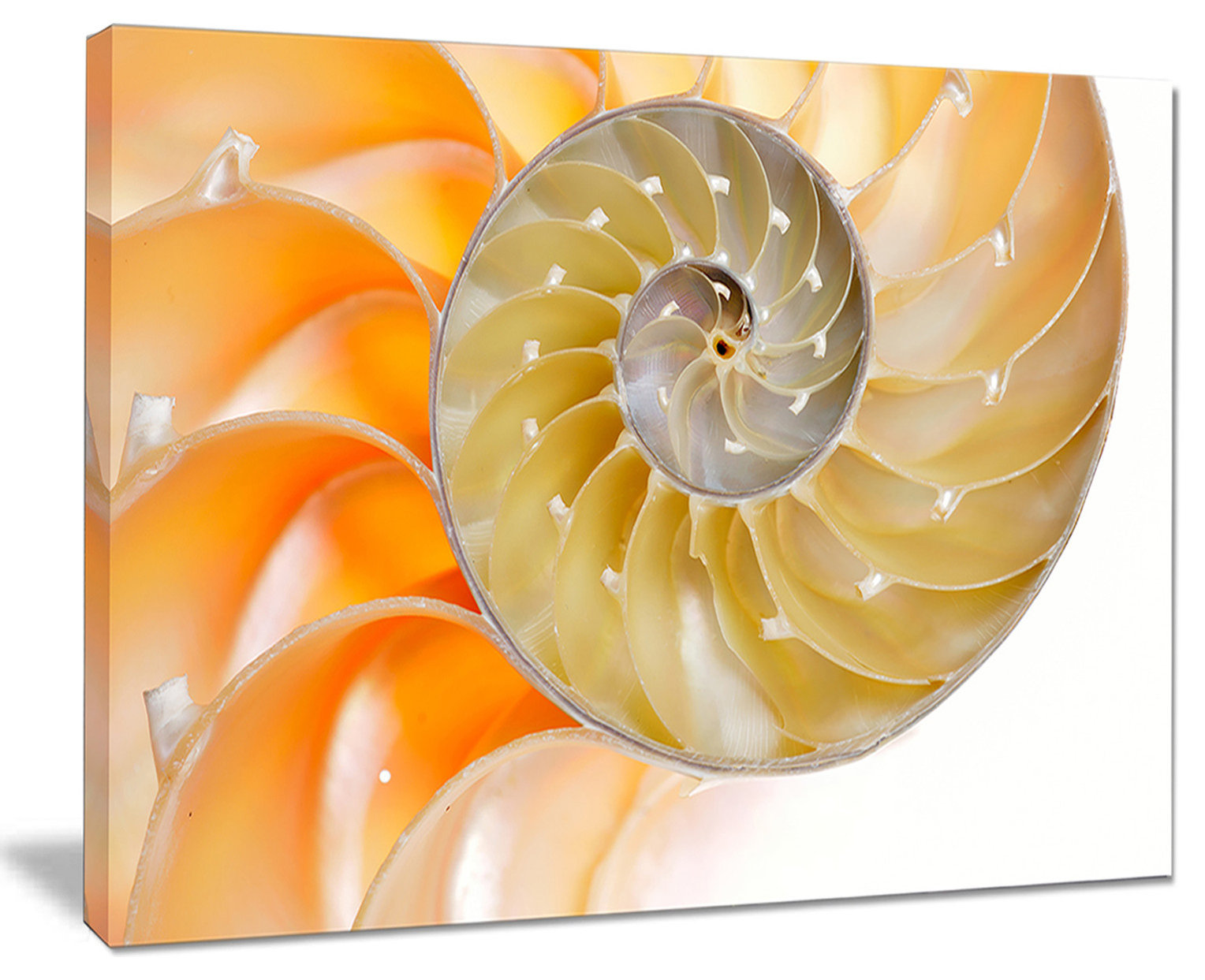"Isolated Nautilus Shell" Abstract Art Canvas Art Print, 40"x30 ...