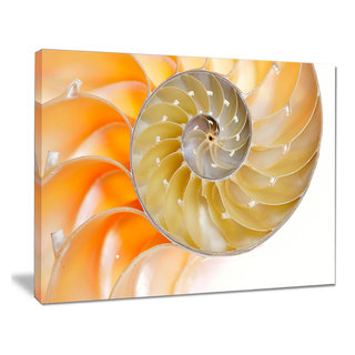 "Isolated Nautilus Shell" Abstract Art Canvas Art Print, 40"x30 ...