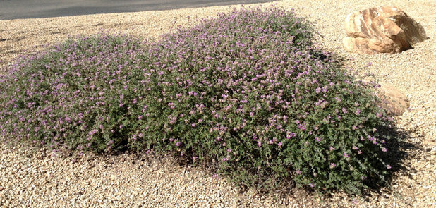 Great Design Plant: Dalea Greggii