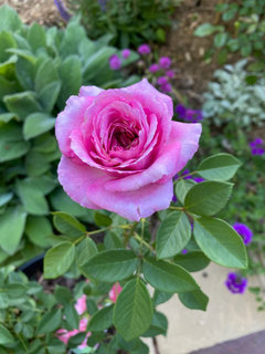 New Kordes rose here! "Raspberry Cupcake" aka KORcarmsis