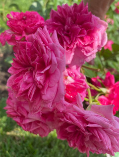OUR ROSE PHOTOS FROM BEST NURSERIES TO ORDER FROM