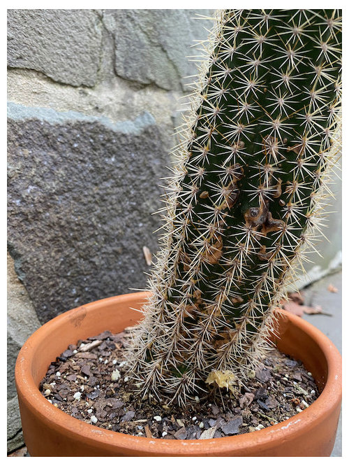 What are these bumps on my cactus?