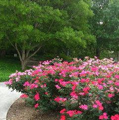 Rose Fever - what rose grows/blooms in a few hours sun?