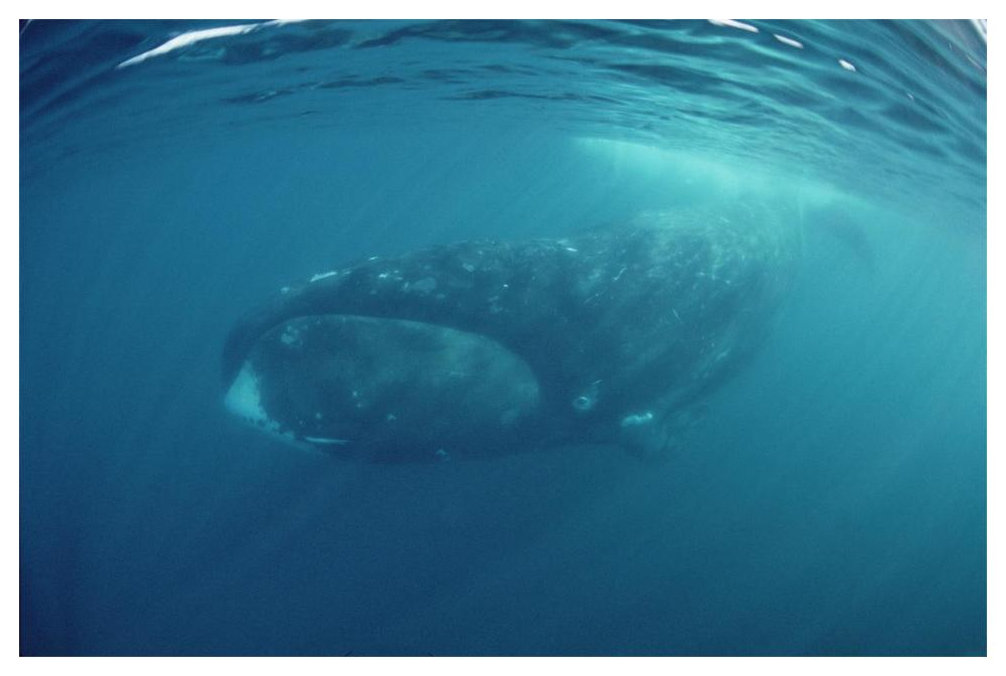 "Bowhead Whale underwater, Baffin Island, Canada" Print by Flip Nicklin ...