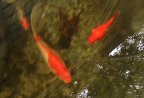 Goldfish with large lumps