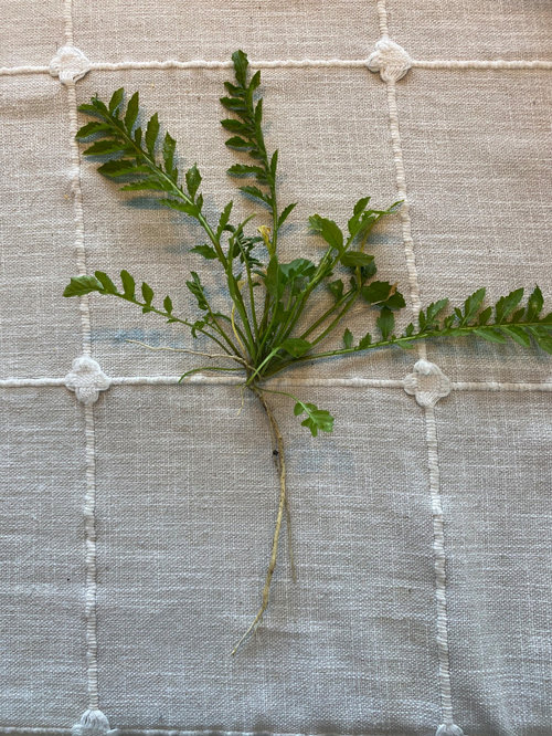 Invasive weed with underground runners in my flower beds