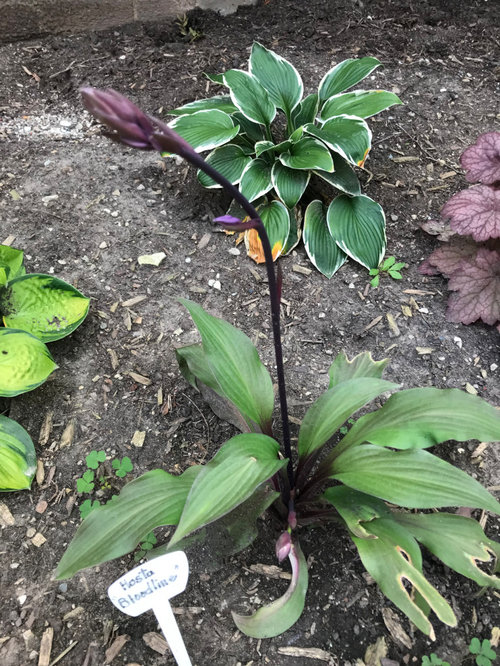 Bloodline is going to flower!