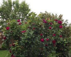 Tall rose bush