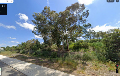 Design Dilemma: 20m Wide Lot with Massive 10.5m Tree Setback - Build F ...