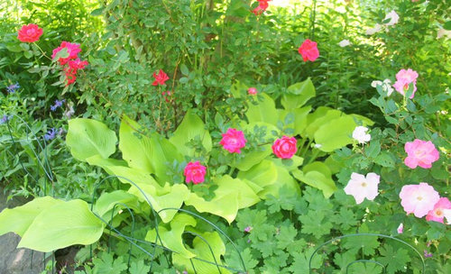 Roses and hostas, playing well together