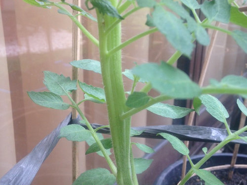 Tomato Stem Splitting into 5 Branches
