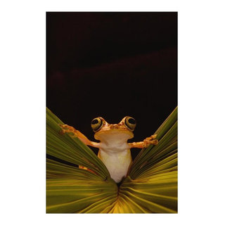 "Chachi Tree Frog, Choco Rainforest, Ecuador" Paper Art, 26"x38 ...