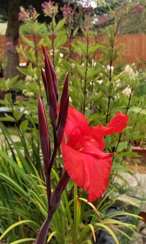 Best growing, heaviest flowering, most fragrant ginger for PNW?