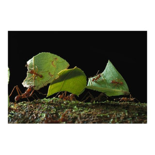 Leafcutter Ant Ants Taking Leaves To Nest, French Guiana-Paper Art, 16 ...