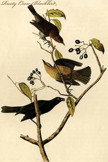 Rusty Crow Blackbird, 20" x 30" - Traditional - Prints And Posters - by ...