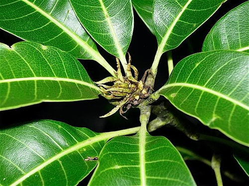 Need info on what to spray this mango tree with.