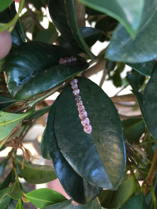 What's on my Lilly pilly? | Houzz AU