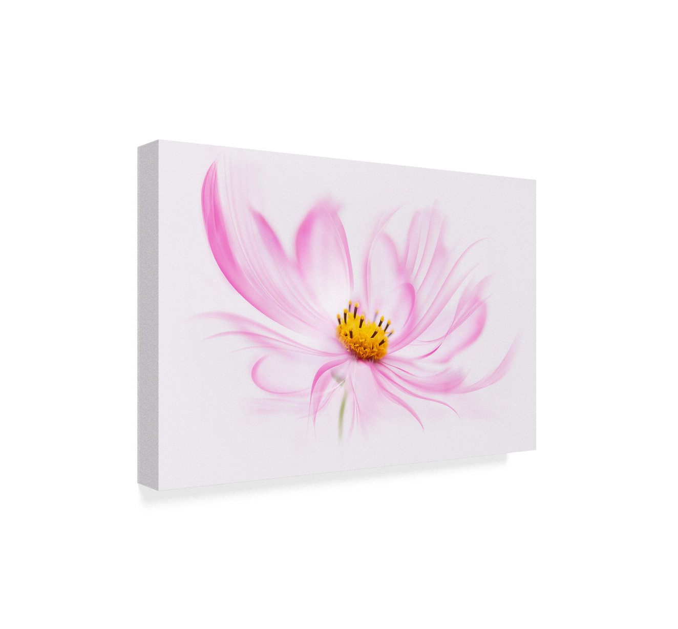 "Dancing Flower Cosmos" by Cora Niele, Canvas Art, 22"x32 ...