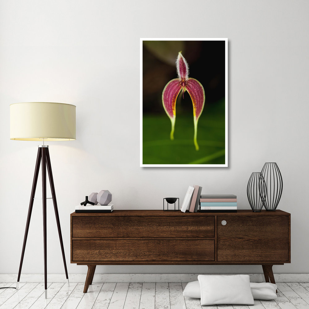 "Orchid flower, Sabah, Borneo, Malaysia" Print by Christian Ziegler, 14 ...