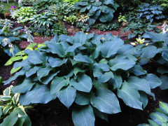 Hosta K 2019 .....