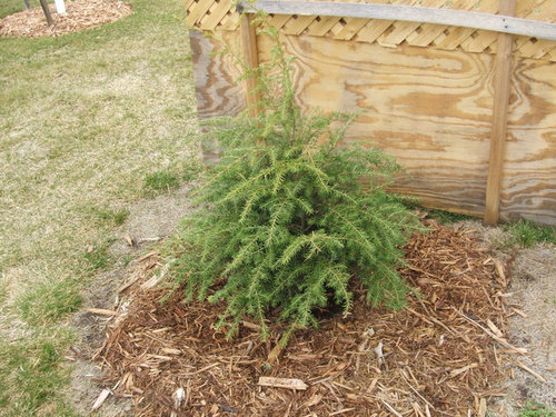 Root flare on small Eastern Hemlock.