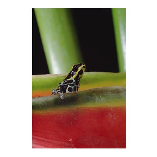 Rio Madeira Poison Frog Sitting In A Heliconia Leaf, Amazonia, Ecuador ...