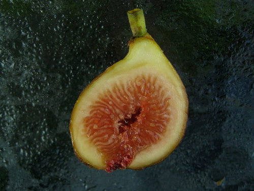 Lebanese Red fig | Houzz Forum