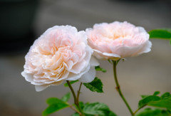 Emily Bronte - my newest David Austin rose