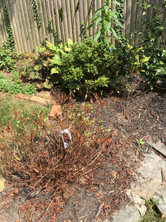 Root rot in Azalea and Rhododendron