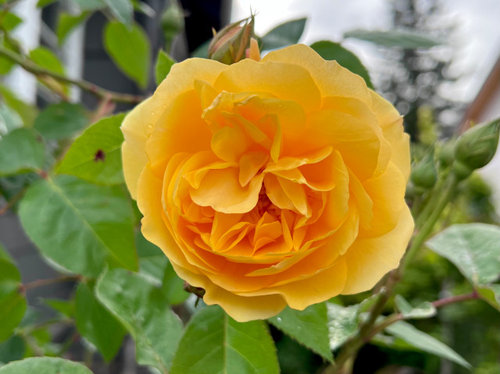 Unscented Yellow David Austin Rose?