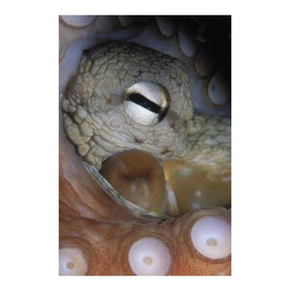 "Common Octopus, siphon and suction cups on tentacle, Europe" Paper Art ...