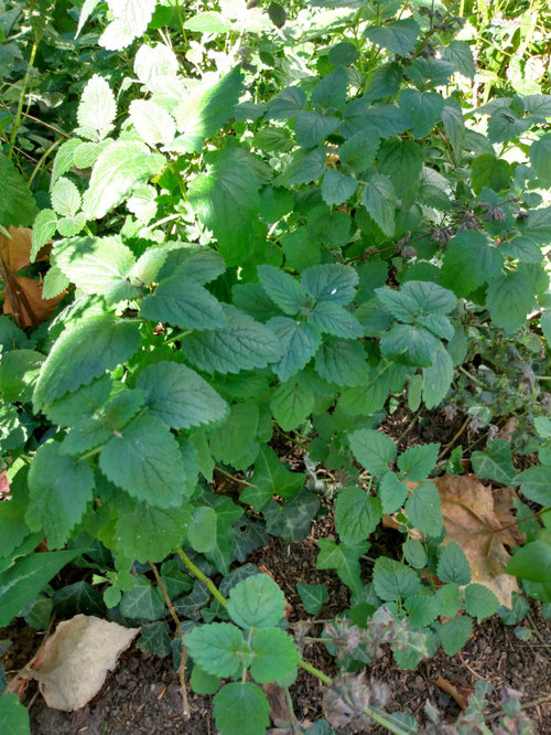 Overgrown front lawn garden