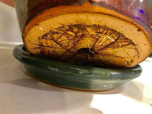 Pot up or repot root-bound Ficus lyrata (fiddle leaf fig)?