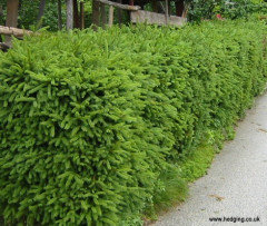 Norway spruce vs. Canadian Hemlock for a Hedge
