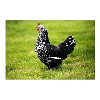 "Domestic Chicken, Gournay hen, Normandy, France" Paper Art, 26"x18 ...