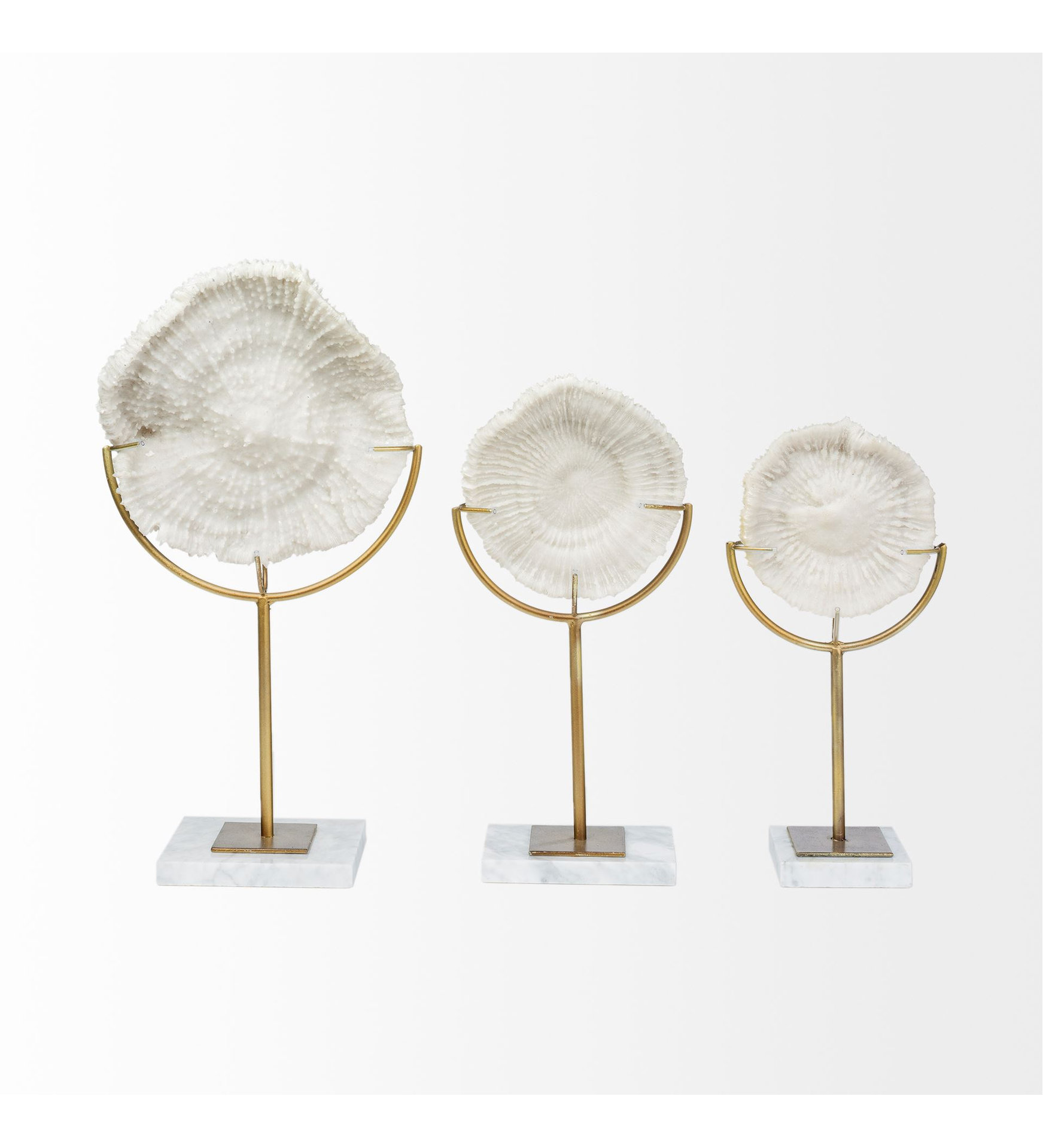 Sandy II, Medium 6"x3" White Coastal Sand Dollar Object, Medium - Beach ...