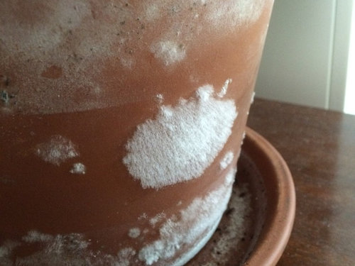 Mold or salt buildup?