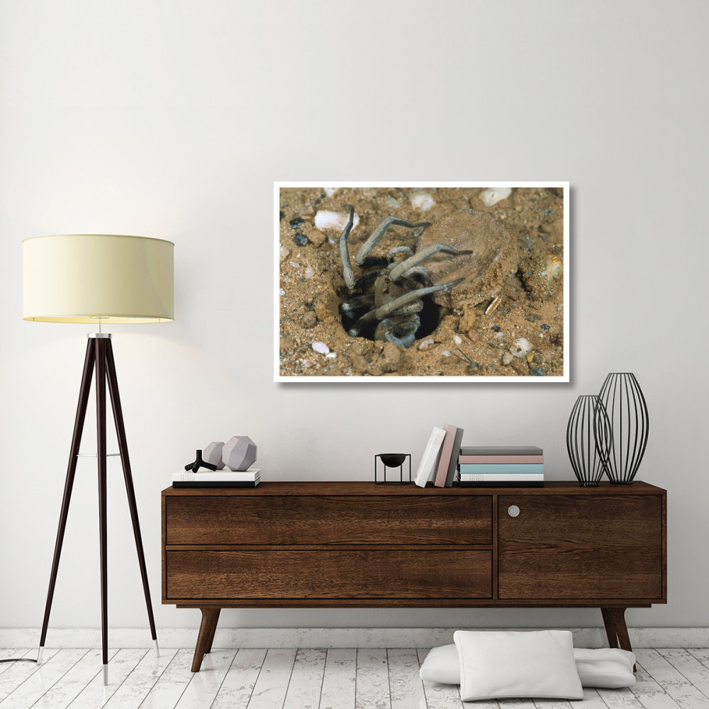 "Forrest's Wolf Spider, Mt Dimer, Western Australia" Paper Art, 20"x14 ...