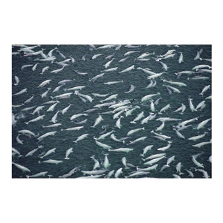 Beluga Whale, Hundreds Swim And Molt In Freshwater Shallows, Nwt ...