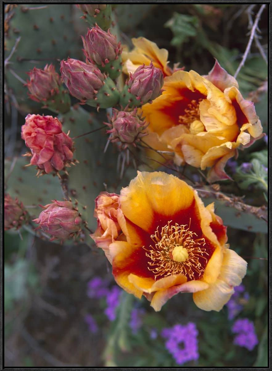 "Opuntia in bloom, North America" Framed Canvas Giclee by Tim ...