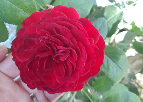 Rose 'Canyon Road' - Really Impressed!