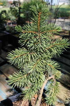 Picea pungens gallery 2012 | Houzz Forum