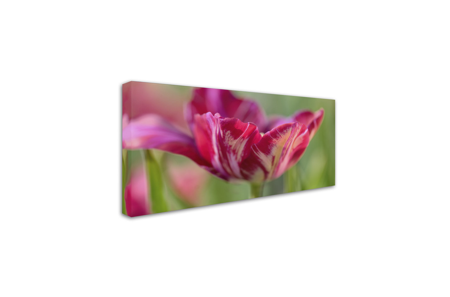 Cora Niele 'Rembrandt Inner Wheel Tulip' Canvas Art, 32 x 16 ...
