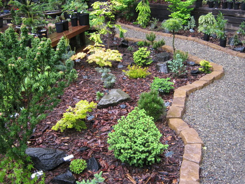 More photos from my 'chaotic' gardens'.