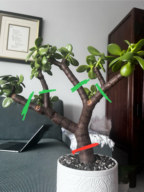 trim jade plant trunk