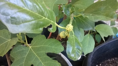 Che tree blooming first year